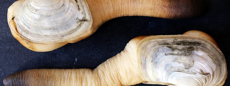 Anatomy of a Geoduck - Andrew Zimmern